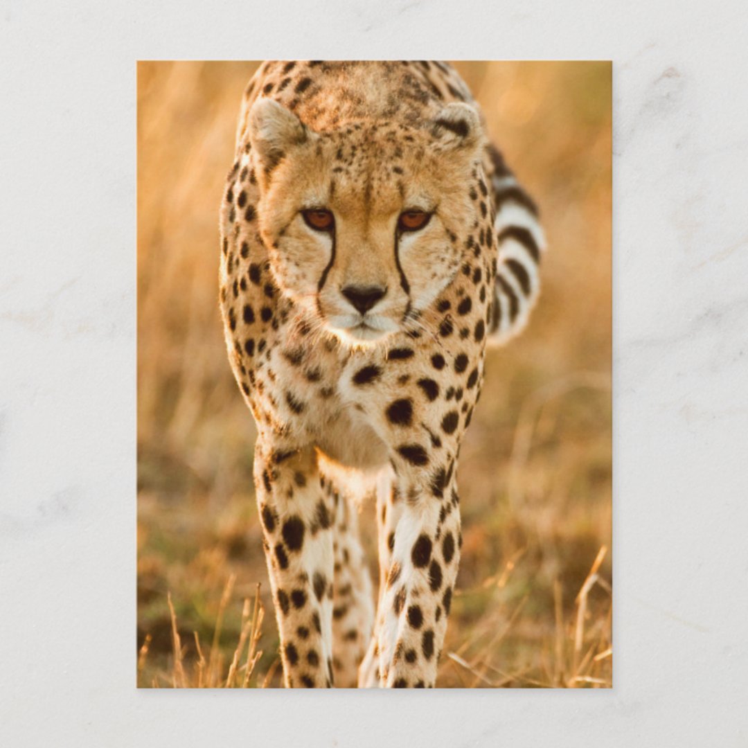Cheetah (Acinonyx Jubatus) Portrait, Maasai Postcard | Zazzle