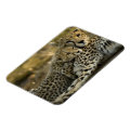 Cheetah, Acinonyx jubatus, with cub in the Masai 2 Magnet | Zazzle