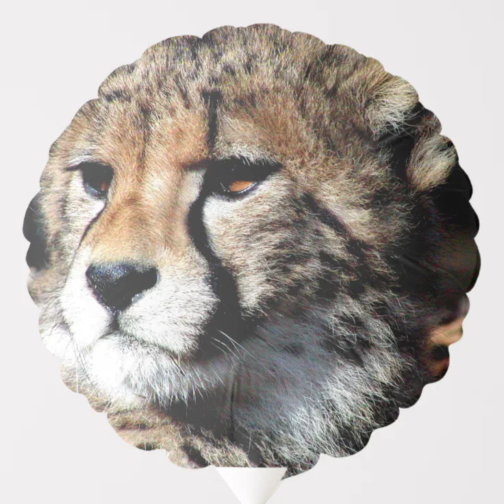 Cheetah Balloon | Zazzle