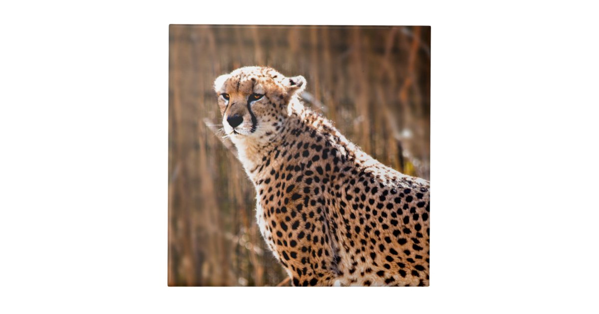 Cheetah Ceramic Tile | Zazzle