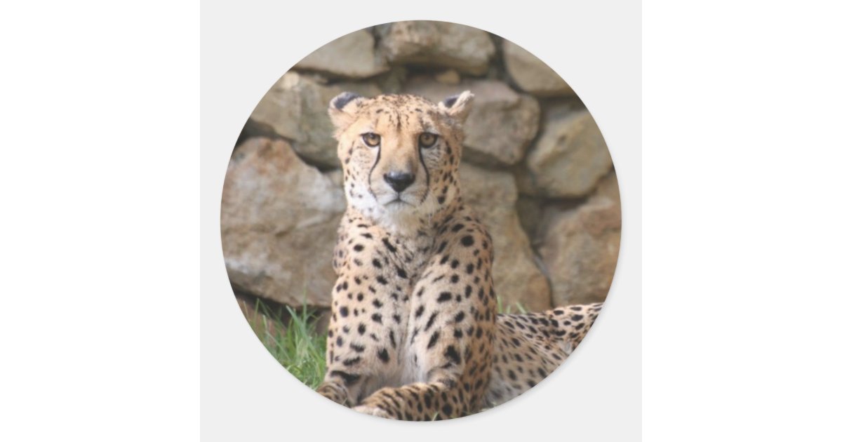 Cheetah Classic Round Sticker | Zazzle
