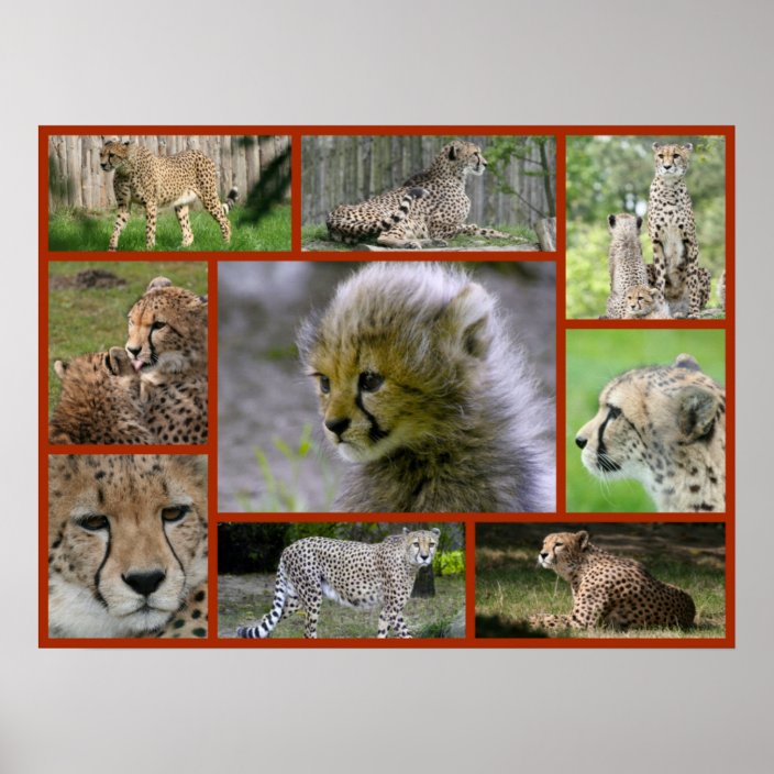 Cheetah-Collage 001 Poster | Zazzle.com