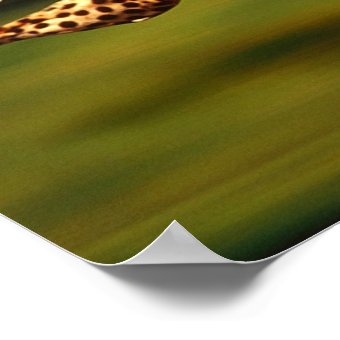 Cheetah Hunting His Prey Poster | Zazzle