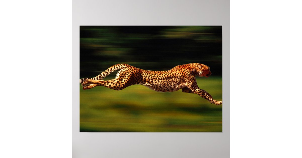 Cheetah Hunting His Prey Poster | Zazzle