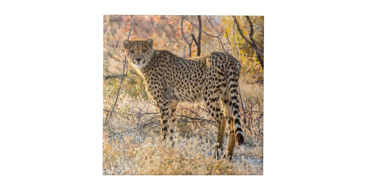 Cheetah Looking Around Ceramic Tile | Zazzle