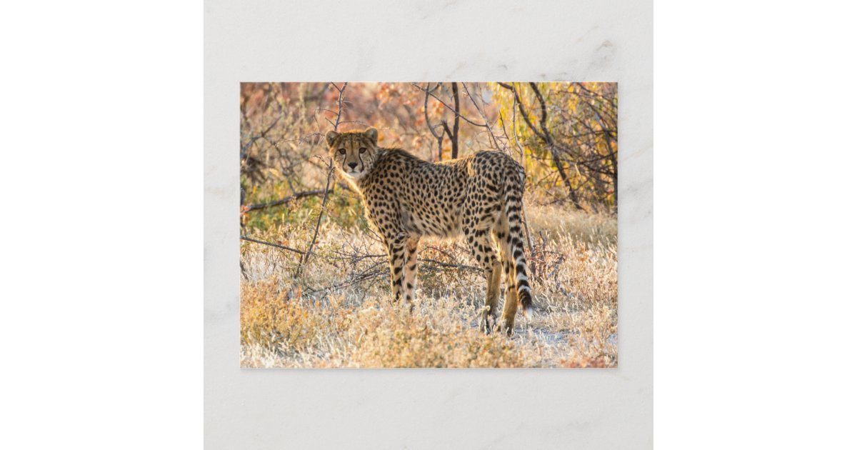 Cheetah Looking Around Postcard | Zazzle