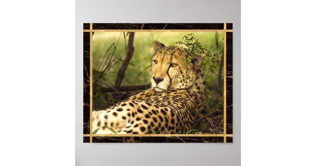 Cheetah Photo Image Print Poster | Zazzle