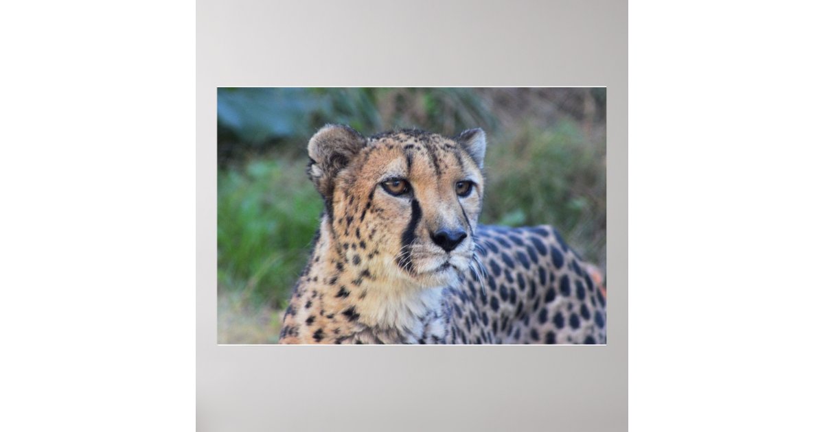 Cheetah Photo Poster | Zazzle