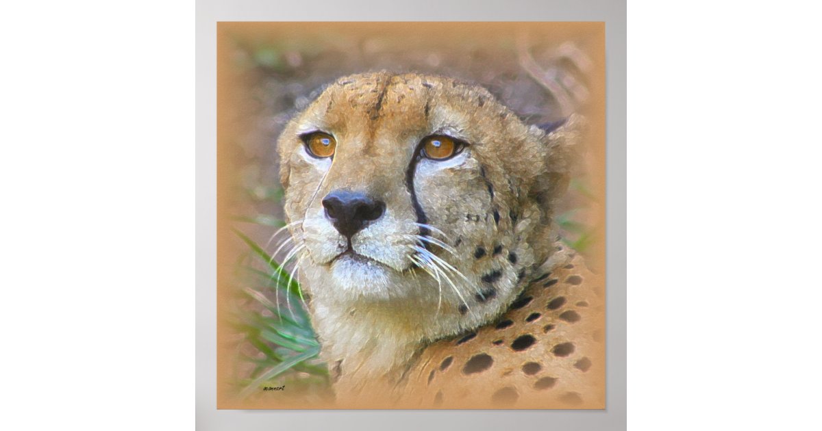 Cheetah portrait poster | Zazzle
