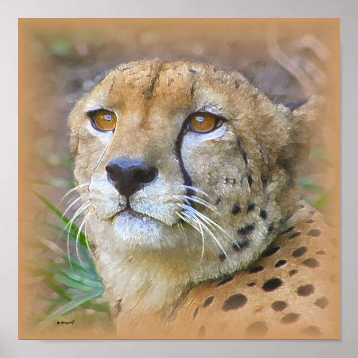 Cheetah portrait poster | Zazzle