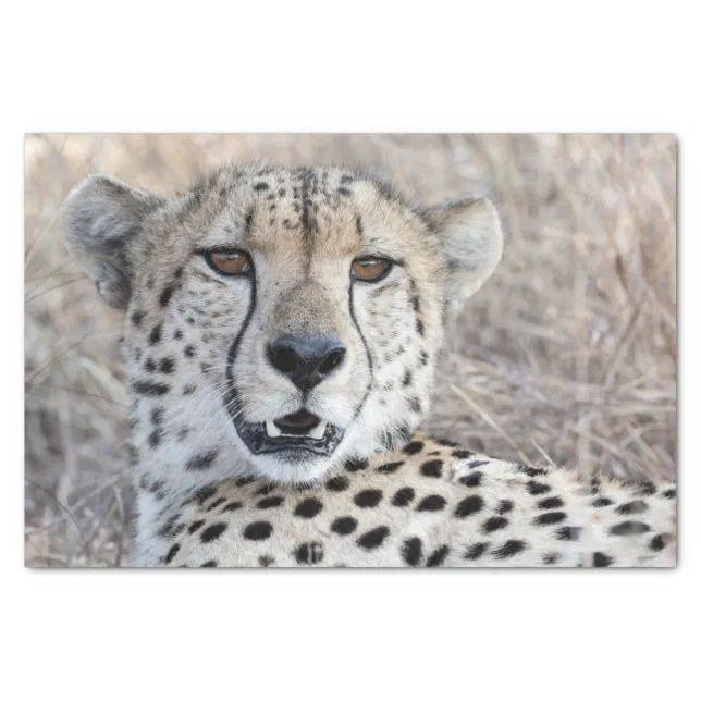 Cheetah Portrait Tissue Paper | Zazzle