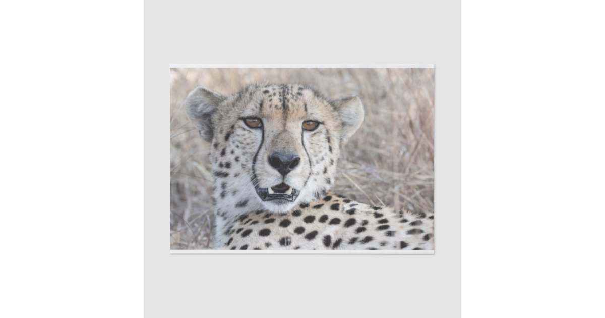 Cheetah Portrait Tissue Paper | Zazzle