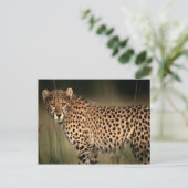Cheetah Postcard | Zazzle
