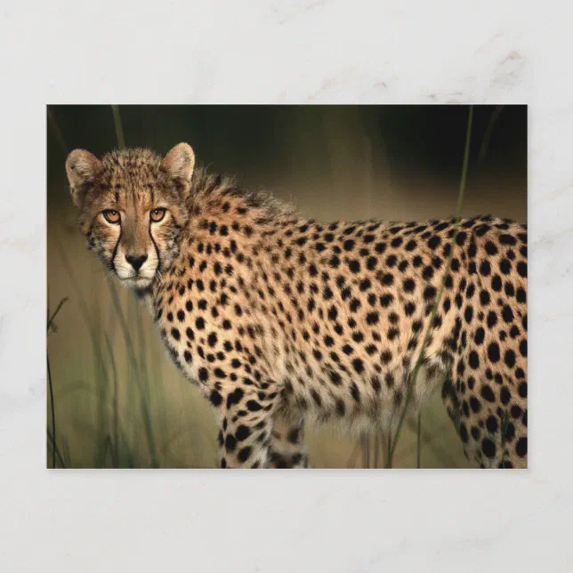 Cheetah Postcard | Zazzle