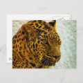 Cheetah Postcard | Zazzle