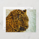 Cheetah Postcard | Zazzle