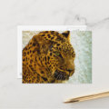 Cheetah Postcard | Zazzle