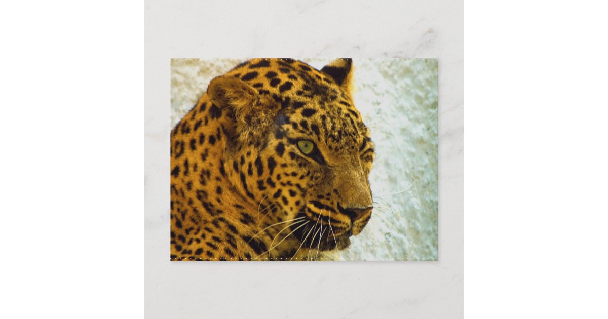 Cheetah Postcard | Zazzle