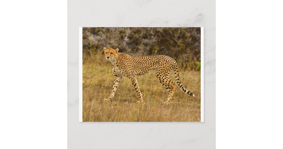 Cheetah postcard | Zazzle