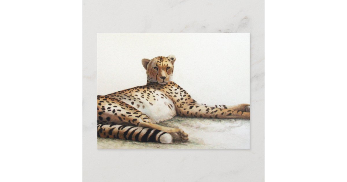 Cheetah Postcard | Zazzle