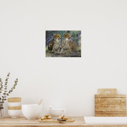 Cheetah Poster | Zazzle