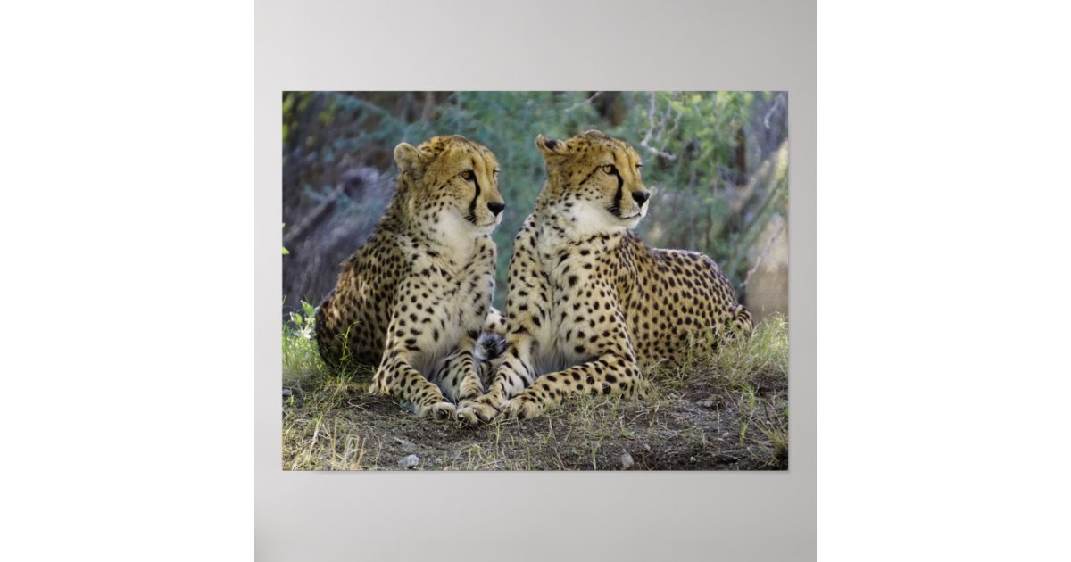 Cheetah Poster | Zazzle