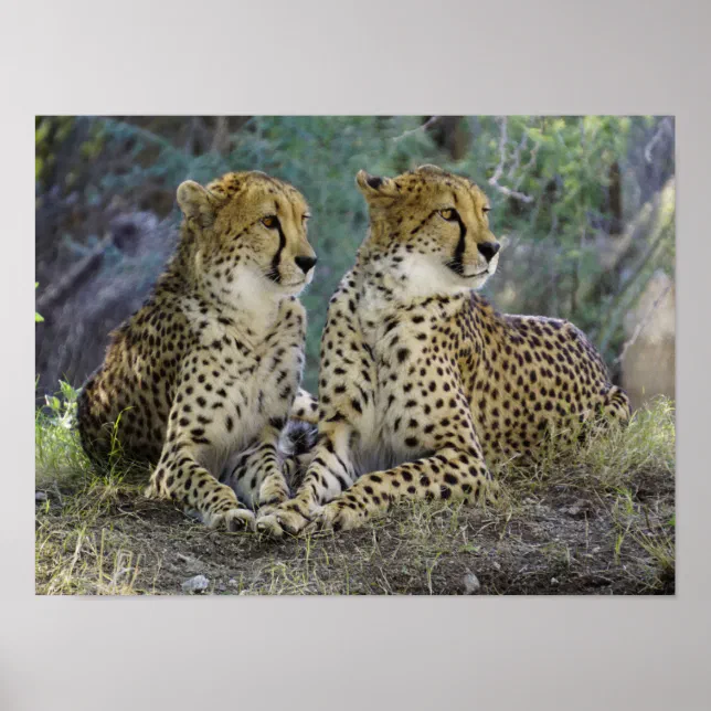 Cheetah Poster | Zazzle