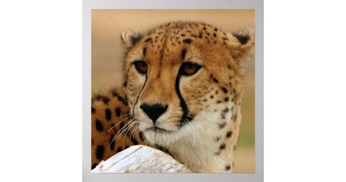 Cheetah Poster | Zazzle