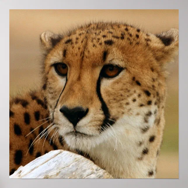 Cheetah Poster | Zazzle
