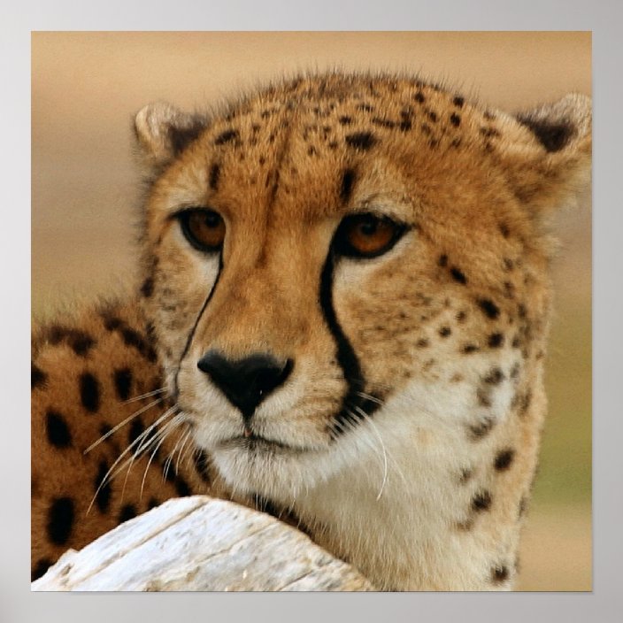 Cheetah Poster | Zazzle.com