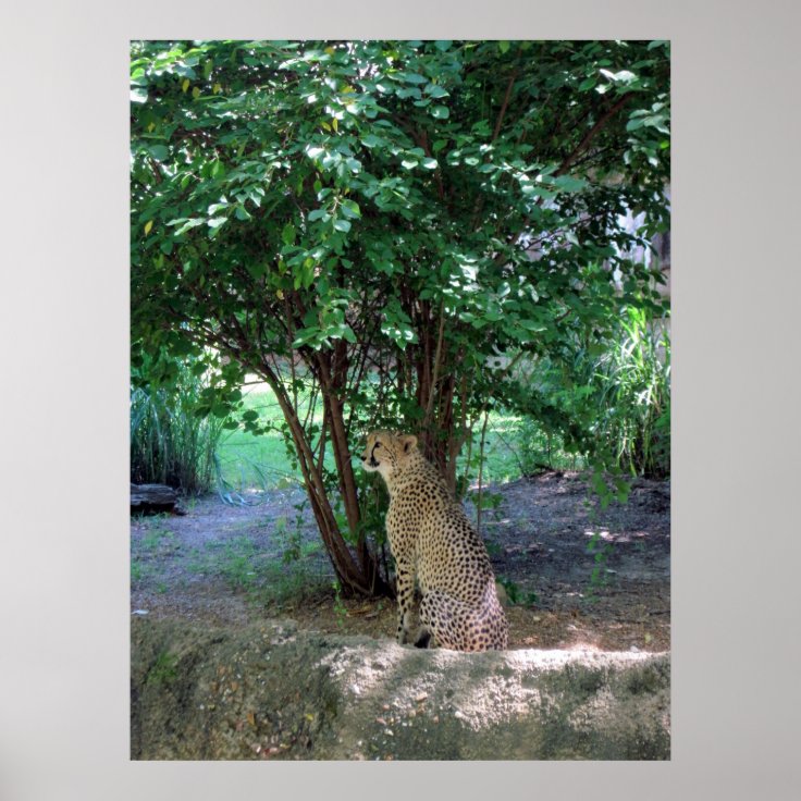 Cheetah Print / Poster | Zazzle