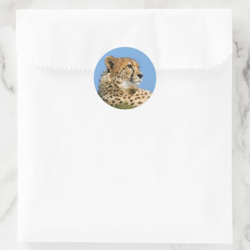 Cheetah Stickers | Zazzle