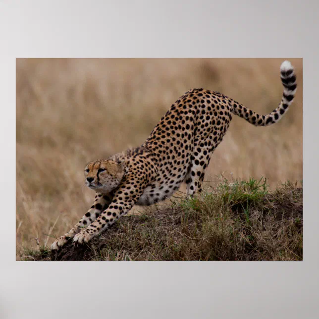 Cheetah Stretch Poster | Zazzle