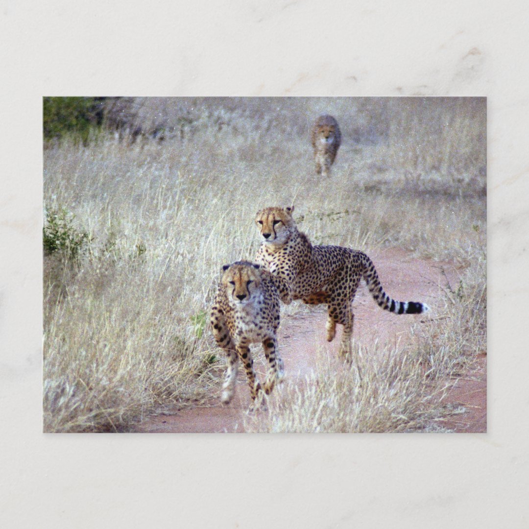 Cheetahs in Namibia Postcard | Zazzle
