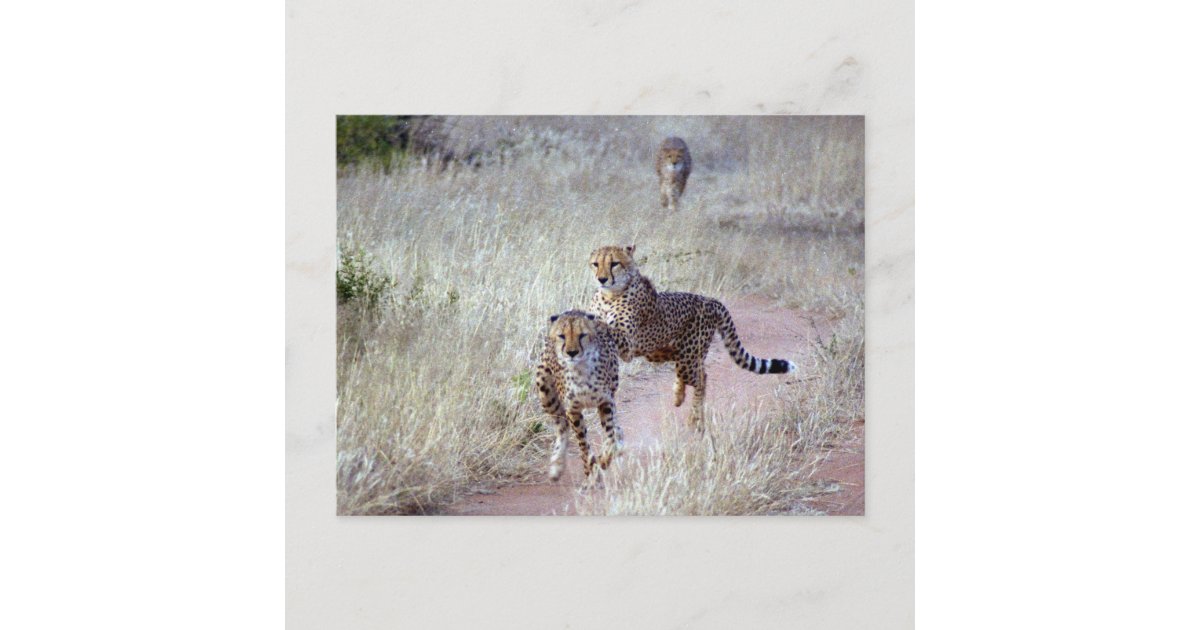 Cheetahs in Namibia Postcard | Zazzle