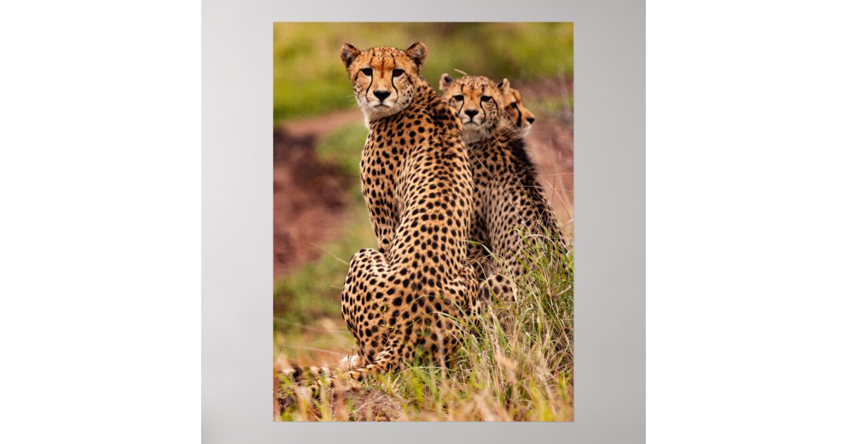 Cheetah's Poster | Zazzle