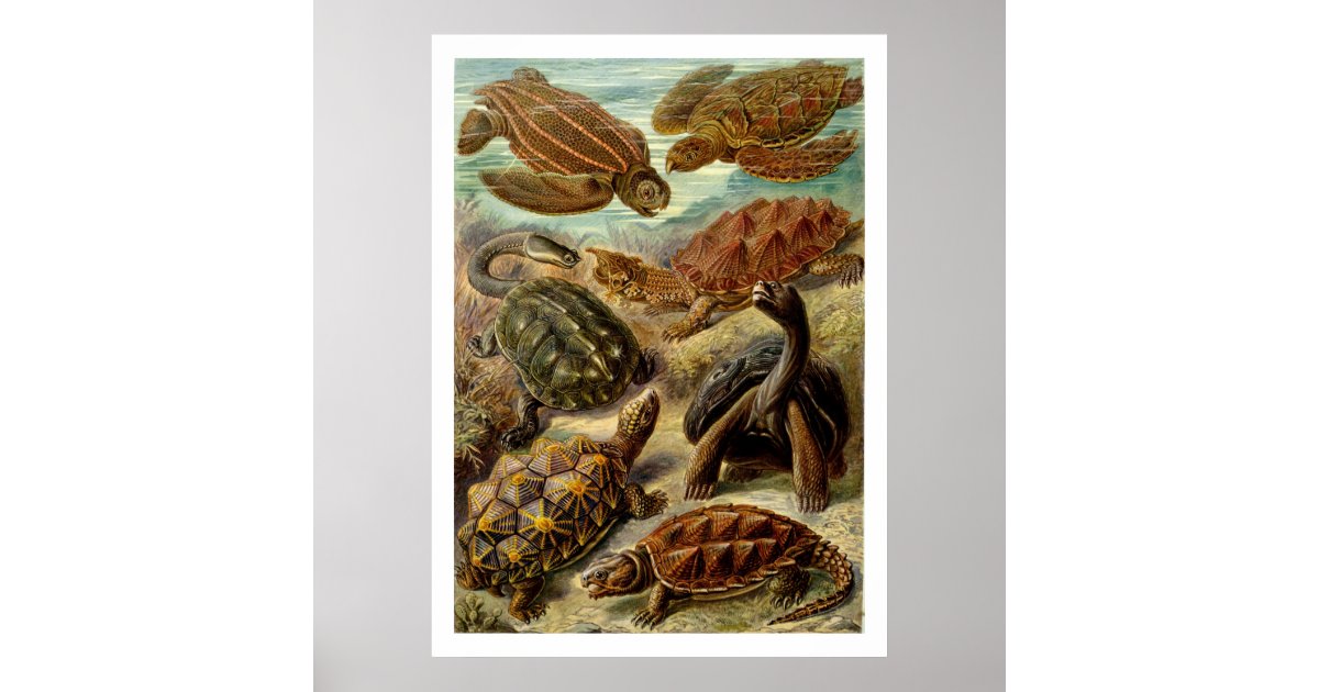 Chelonia Poster | Zazzle