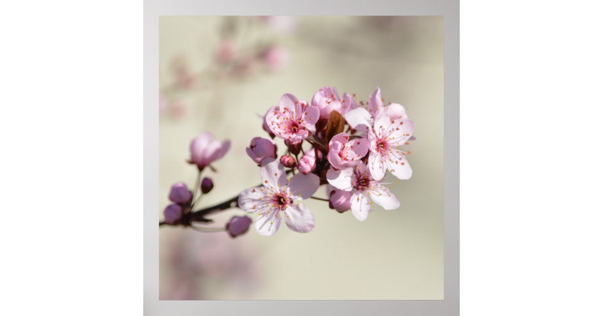 Cherry Blossom Flowers Poster | Zazzle