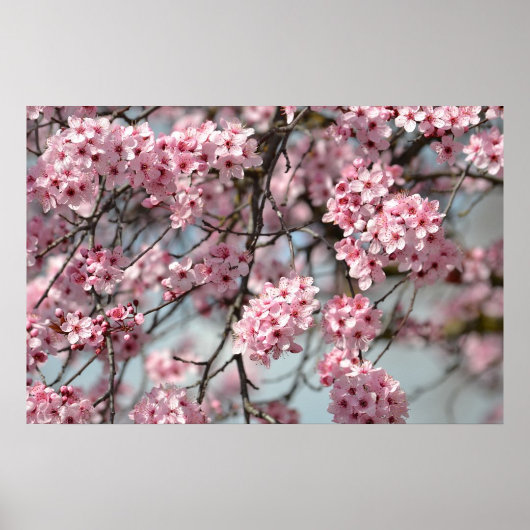 Cherry Blossom Tree Poster | Zazzle