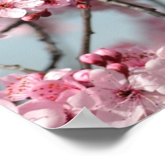 Cherry Blossom Tree Poster | Zazzle