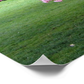 Cherry blossom trees poster | Zazzle