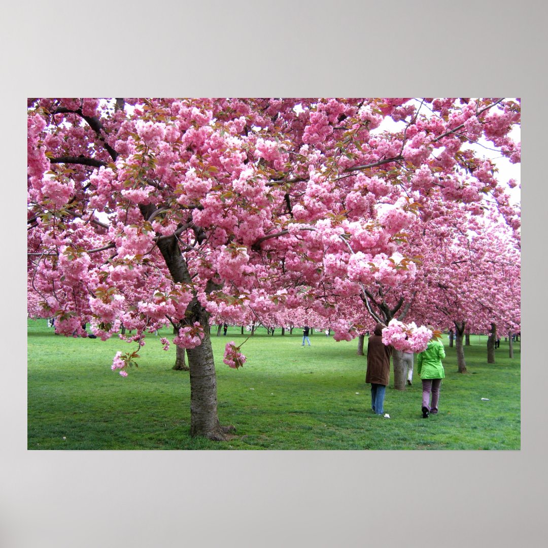 Cherry blossom trees poster | Zazzle