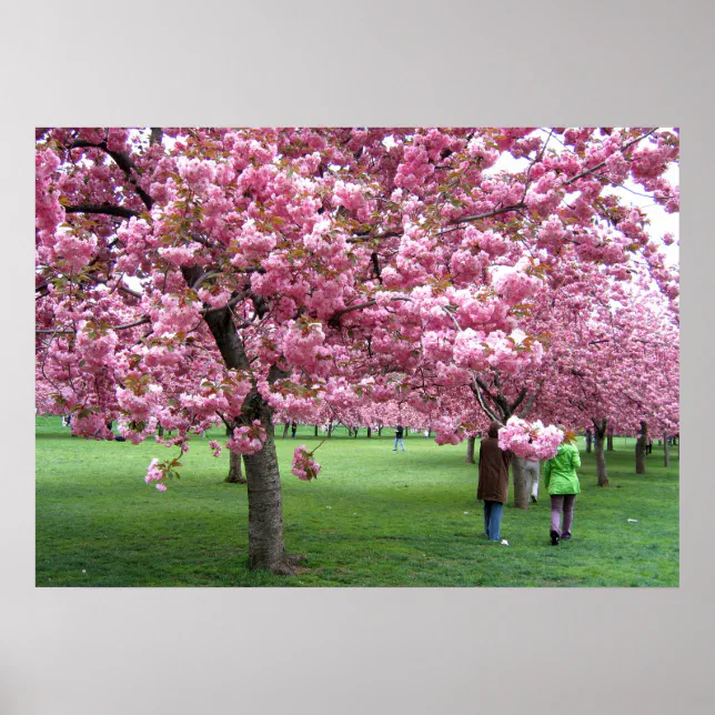 Cherry blossom trees poster | Zazzle
