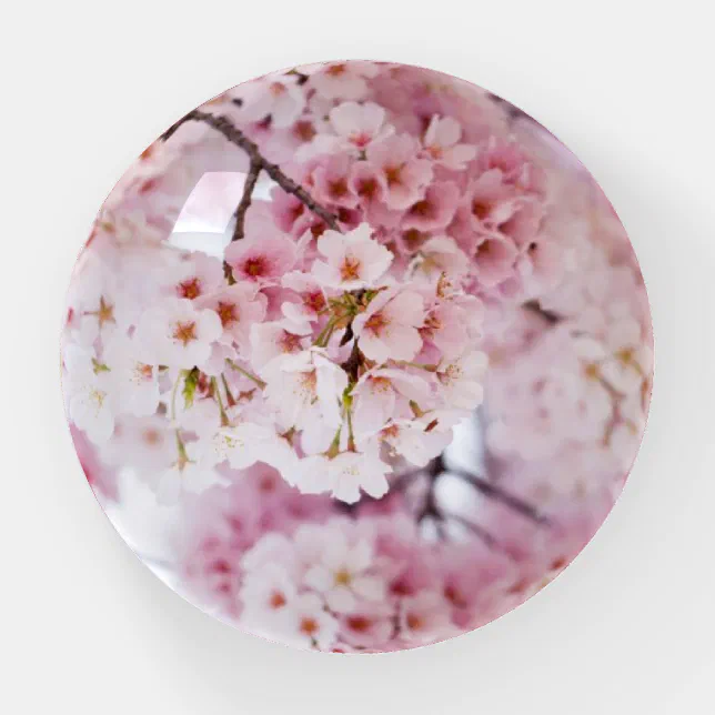 Cherry Blossoms Paperweight | Zazzle