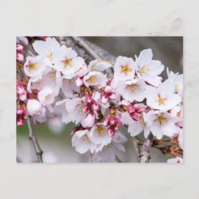 Cherry Blossoms Postcard | Zazzle
