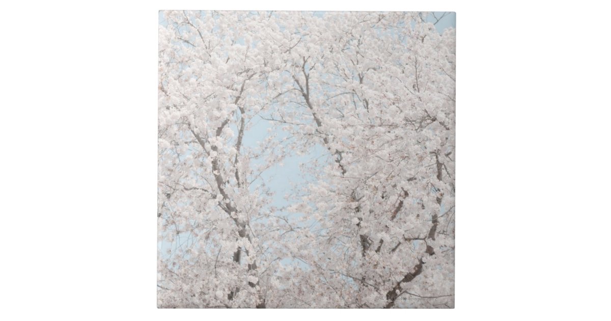 cherry blossoms tile | Zazzle