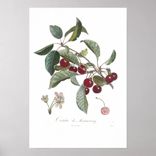 Cherry, Cerise de Montmorency Poster | Zazzle