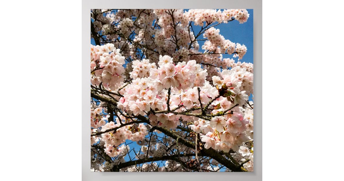 Cherry Tree in Bloom, Oregon Poster | Zazzle