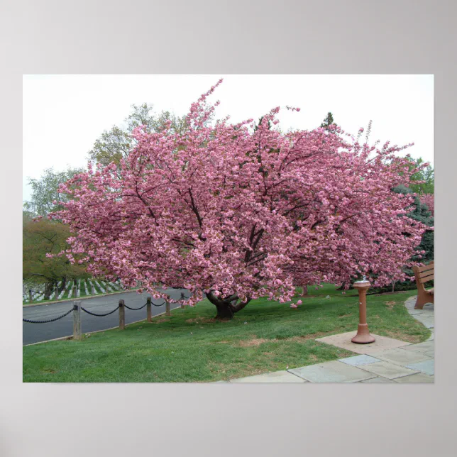 Cherry Tree Poster | Zazzle
