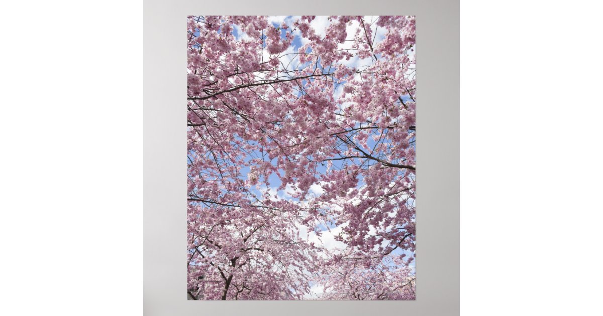 Cherry trees in blossom poster | Zazzle